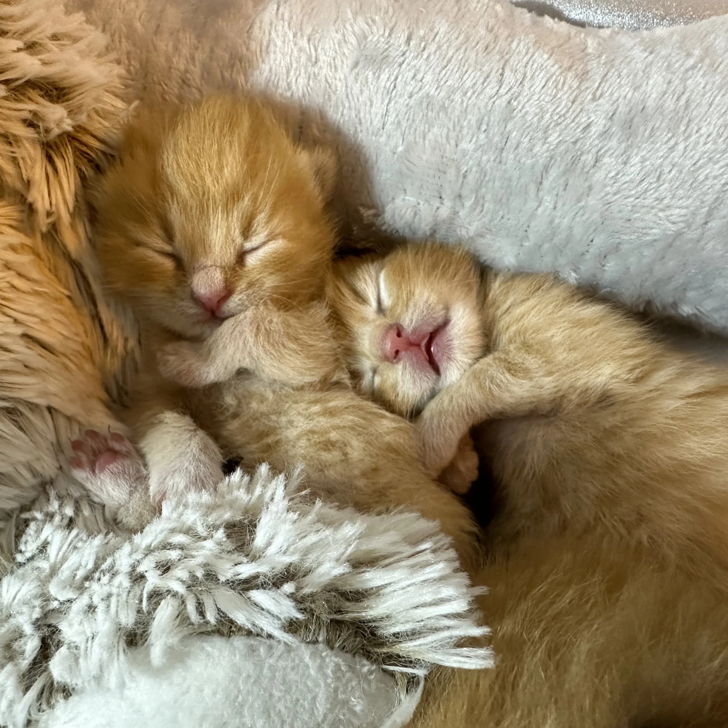The Cat Welfare Group