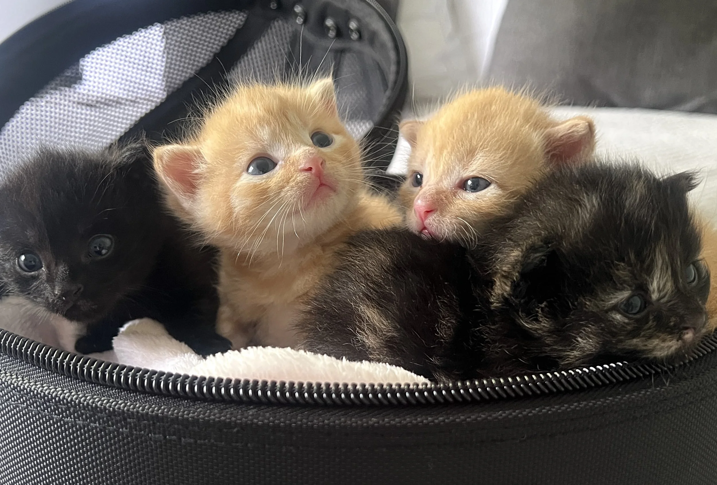 The Cat Welfare Group