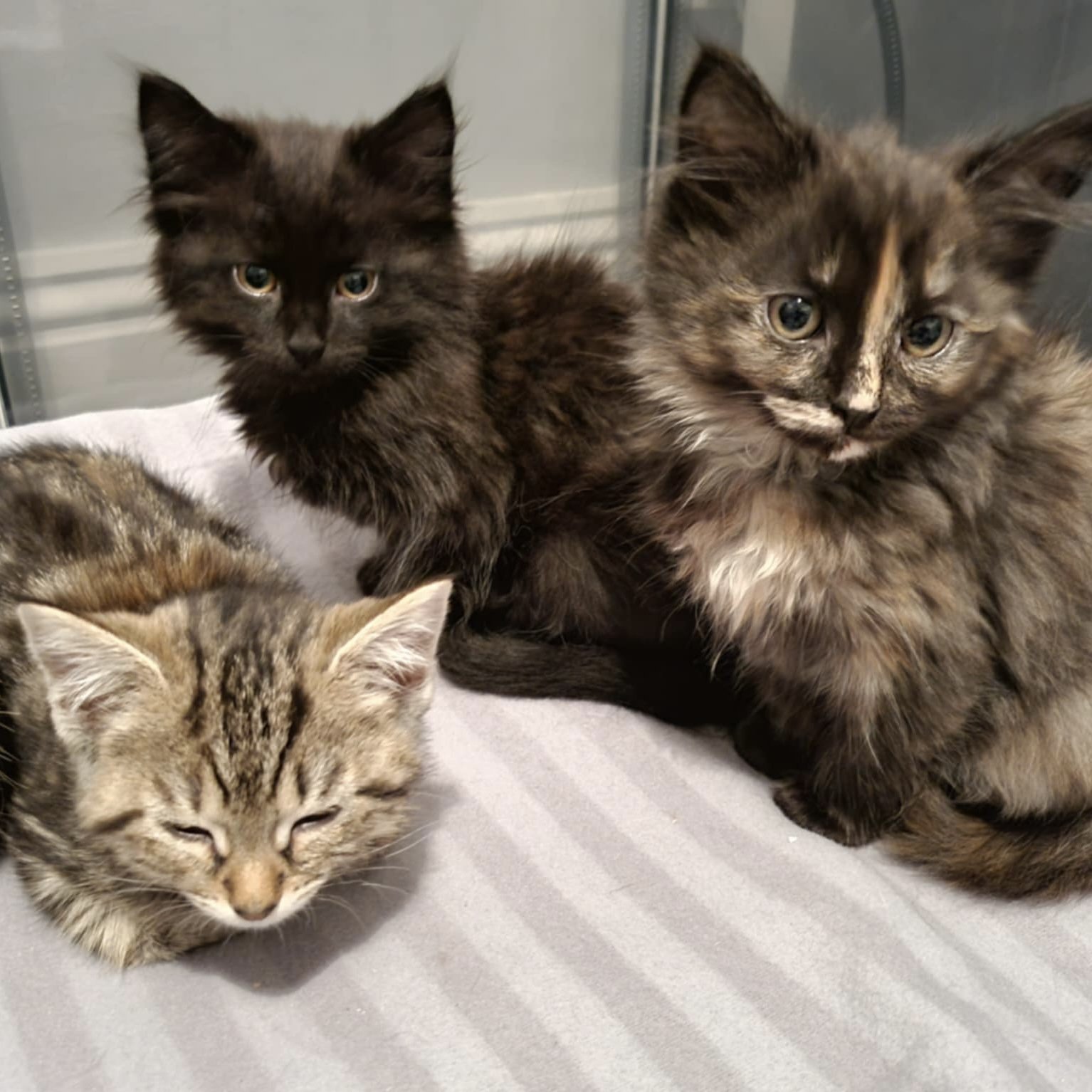 The Cat Welfare Group