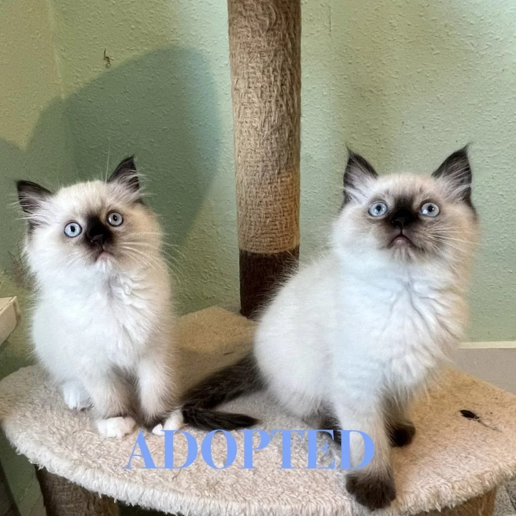 The Cat Welfare Group