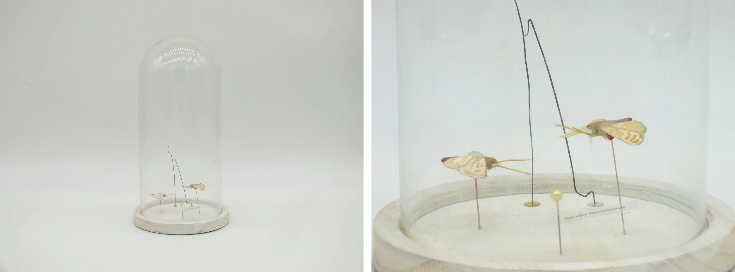 Extinct Lepidoptera butterflies moths — José Luis Viñas