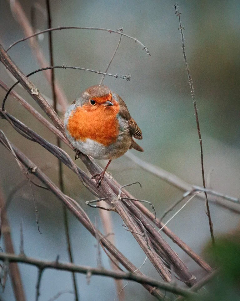 Bird Photography with the Canon RF 800mm f11 — Lets Click Photography