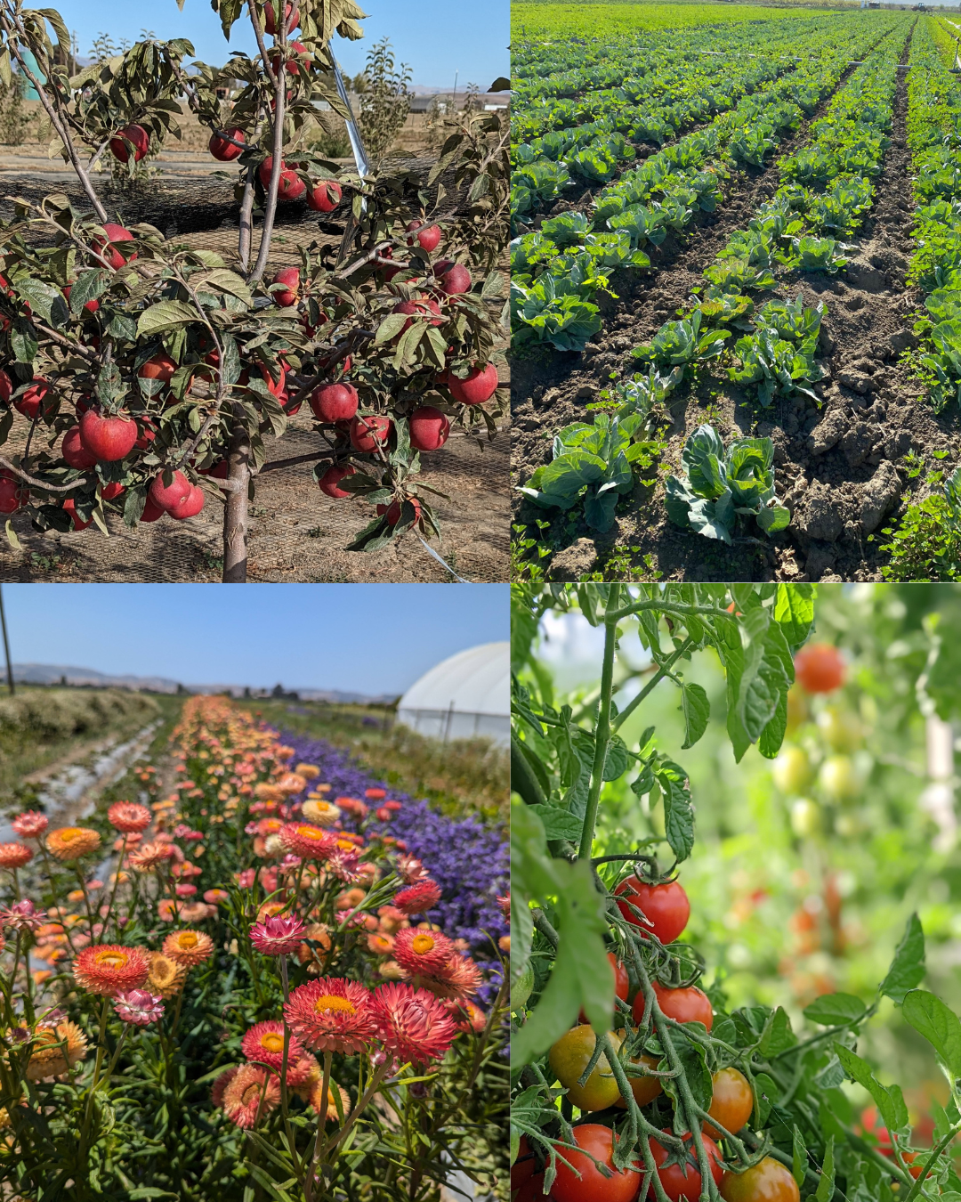 Tera Farm - Farm Visits — Tera Farm