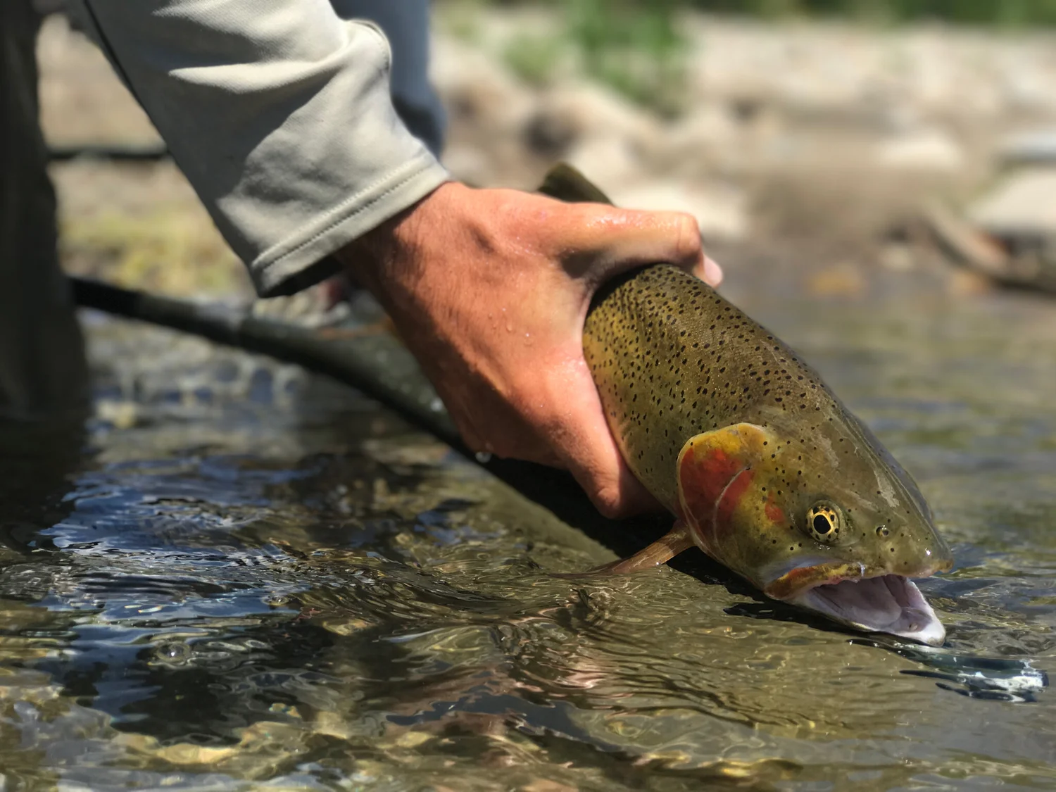 Wade | Yellowstone Fly Fishing Guides | Yellowstone Fly Fishing Co.