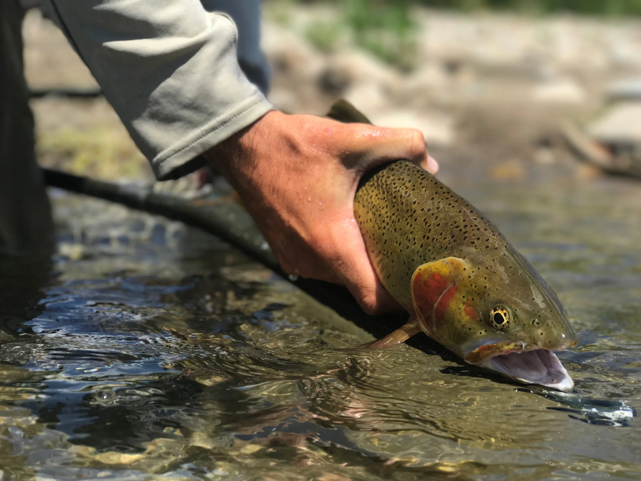 Wade | Yellowstone Fly Fishing Guides | Yellowstone Fly Fishing Co.