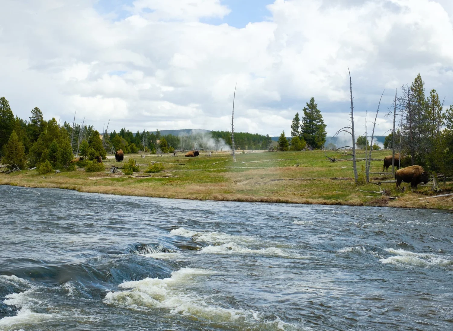 Yellowstone National Park Fly Fishing - Locally Guided Trips
