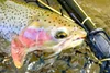 Montana Spring Creeks Fly Fishing - Armstrong & DePuy