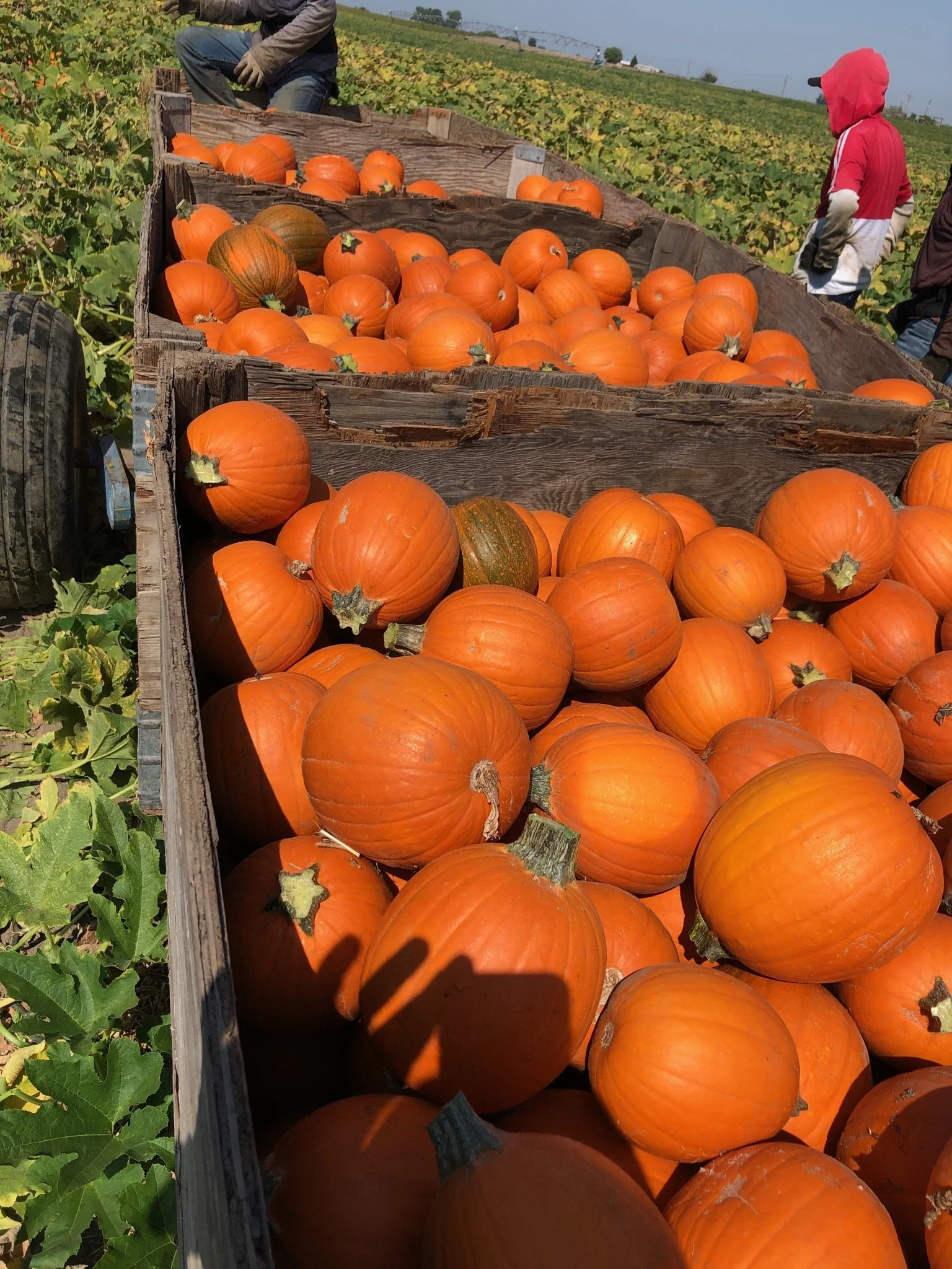 Fewelfarms.com