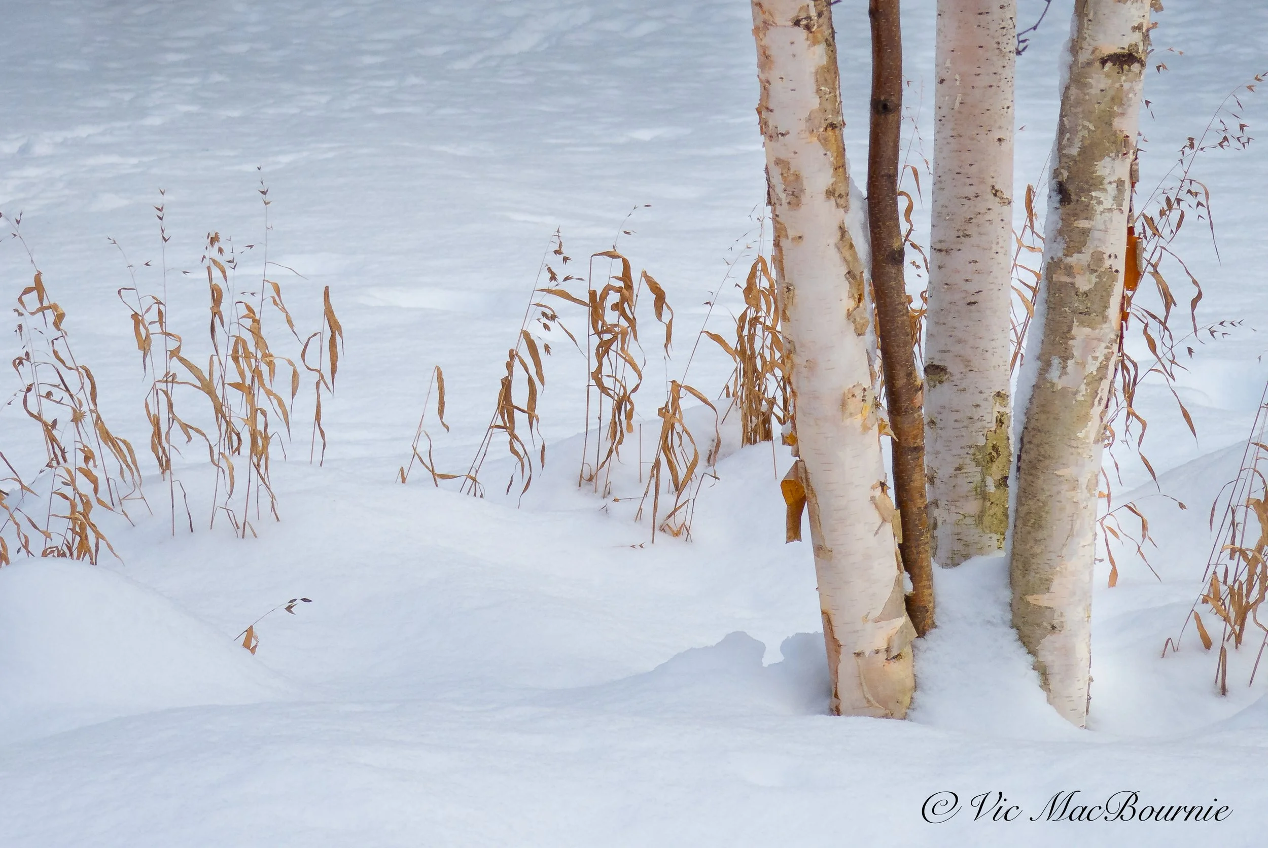Why we should leave grasses up all winter: tips to photograph grasses ...