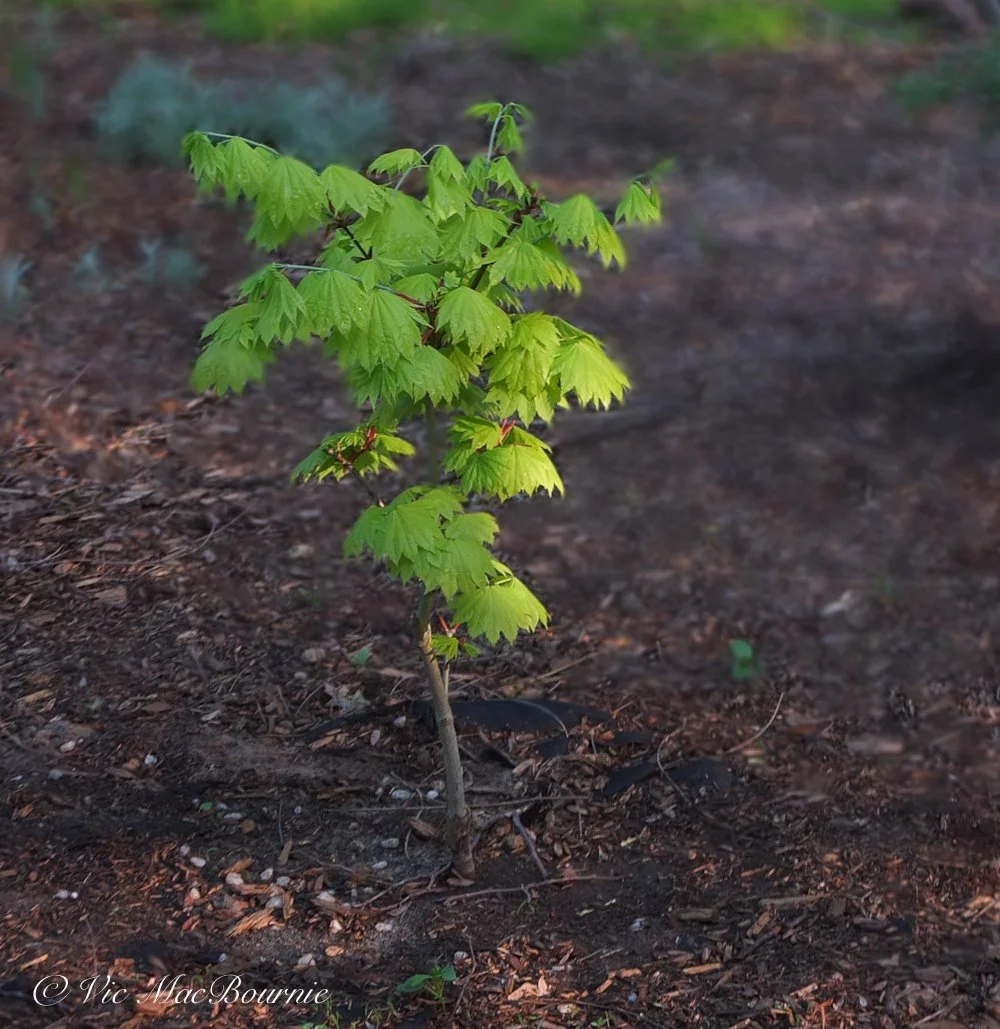 Mature Japanese Maple is star of the woodland garden — FERNS & FEATHERS