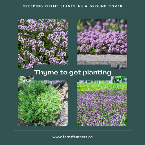 Creeping thyme ground cover ideal for hot dry area — FERNS & FEATHERS