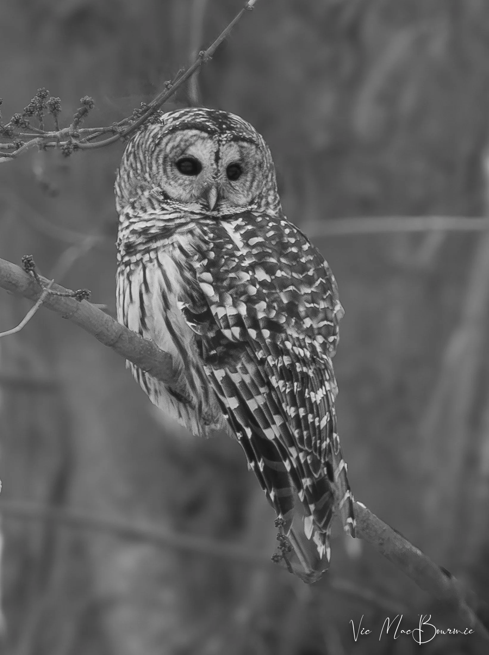 Going Black and White in a world of Colour: Pentax Monochrome makes it ...
