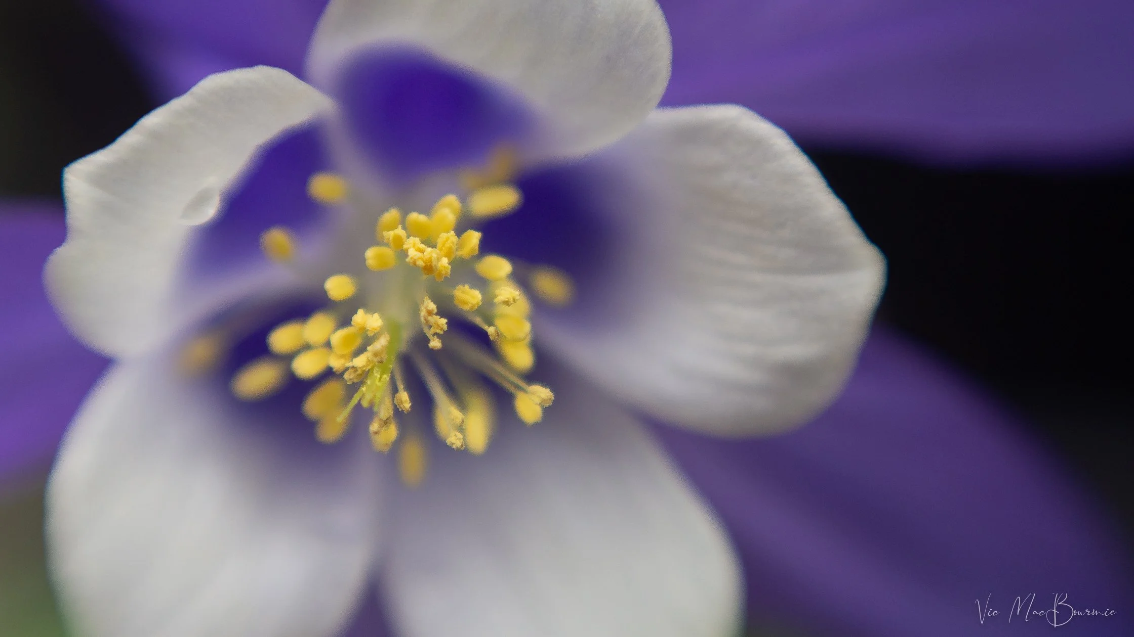Flower photography: Exploring Lensbaby's creative effects — FERNS ...