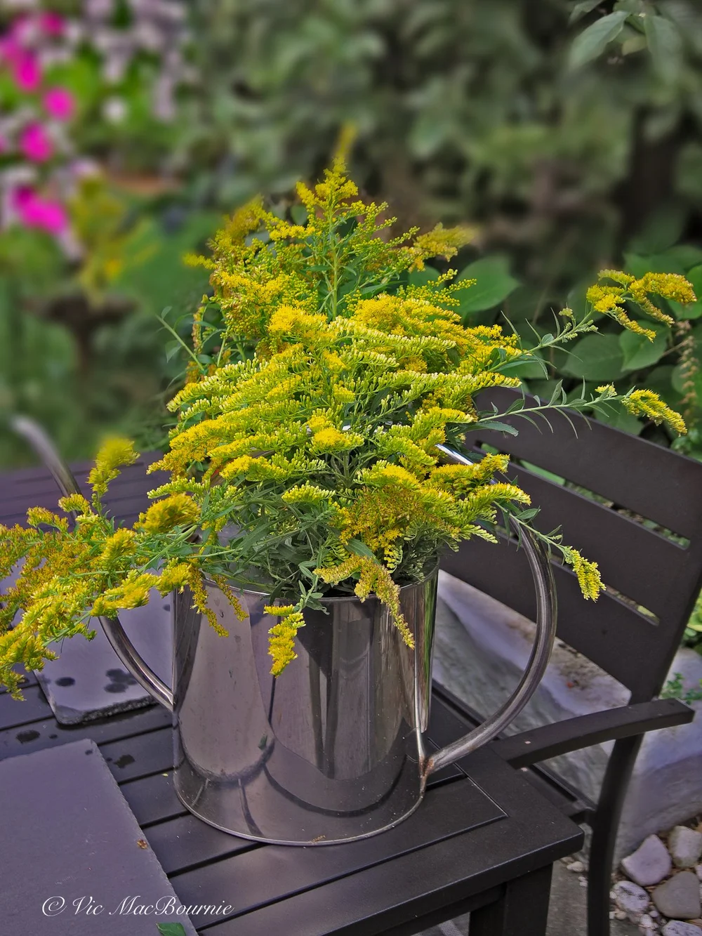 Native Goldenrod: Fall’s golden gift to wildlife gardeners and ...