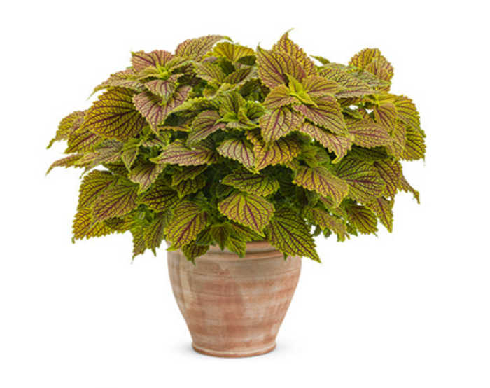 How to use Coleus in containers and in the landscape — FERNS & FEATHERS