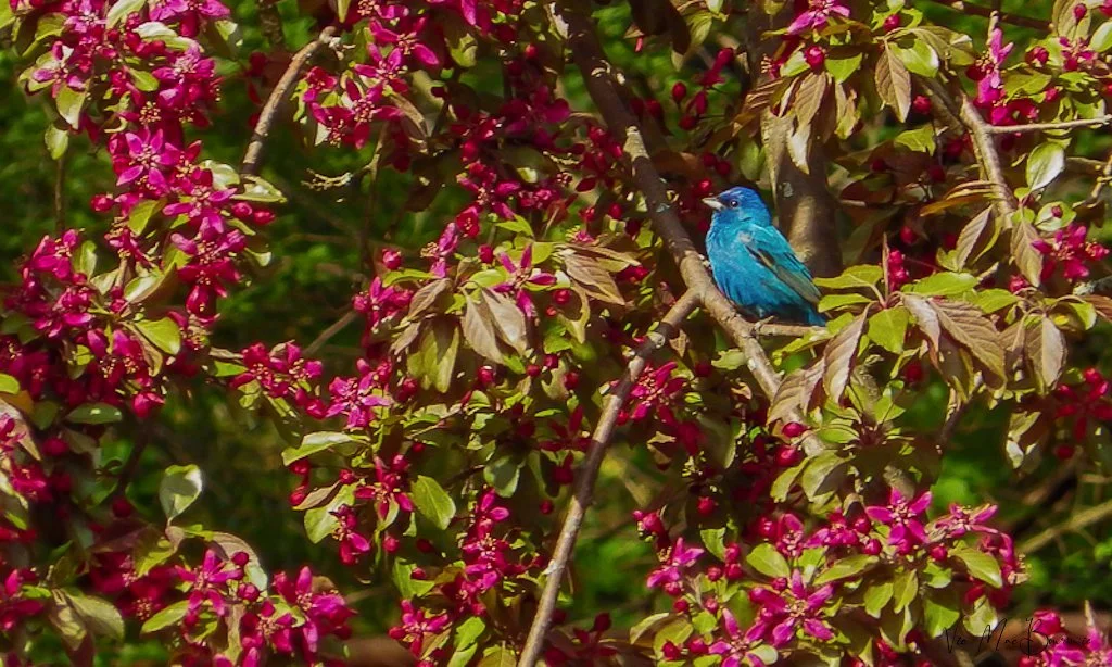 Flowering crab is ideal for yards big and small — FERNS & FEATHERS