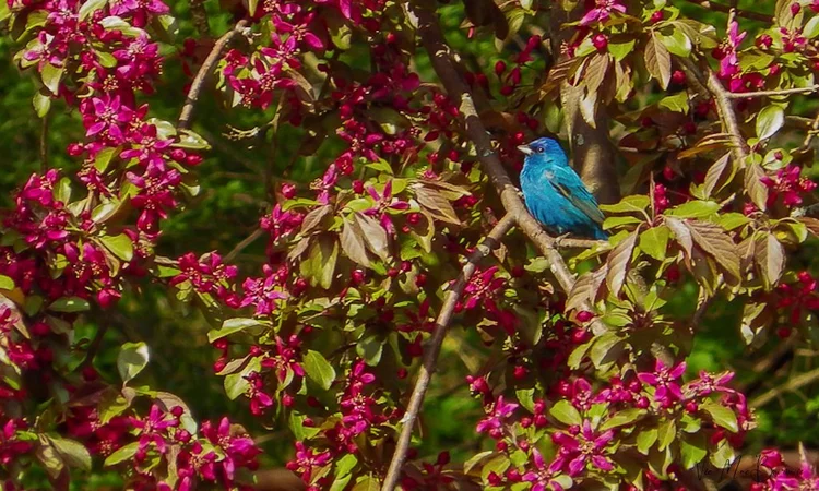 Flowering crab is ideal for yards big and small — FERNS & FEATHERS