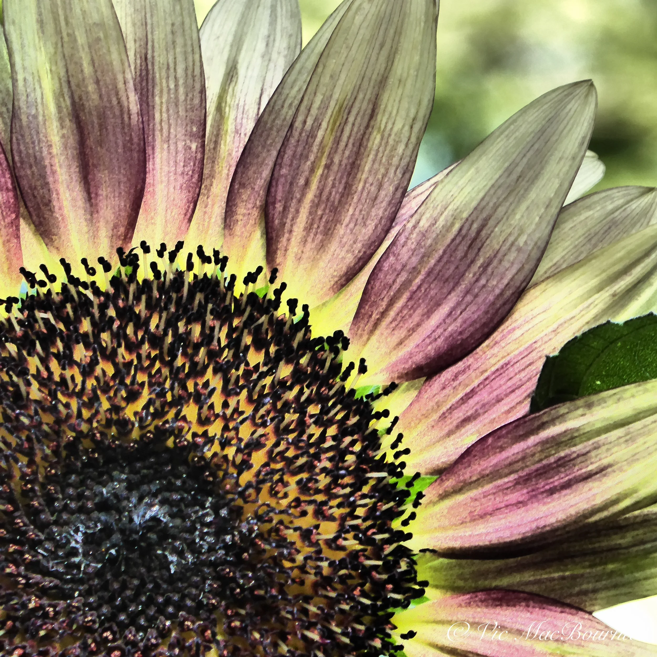 How to get stunning sunflower photos: Ten top tips — FERNS & FEATHERS