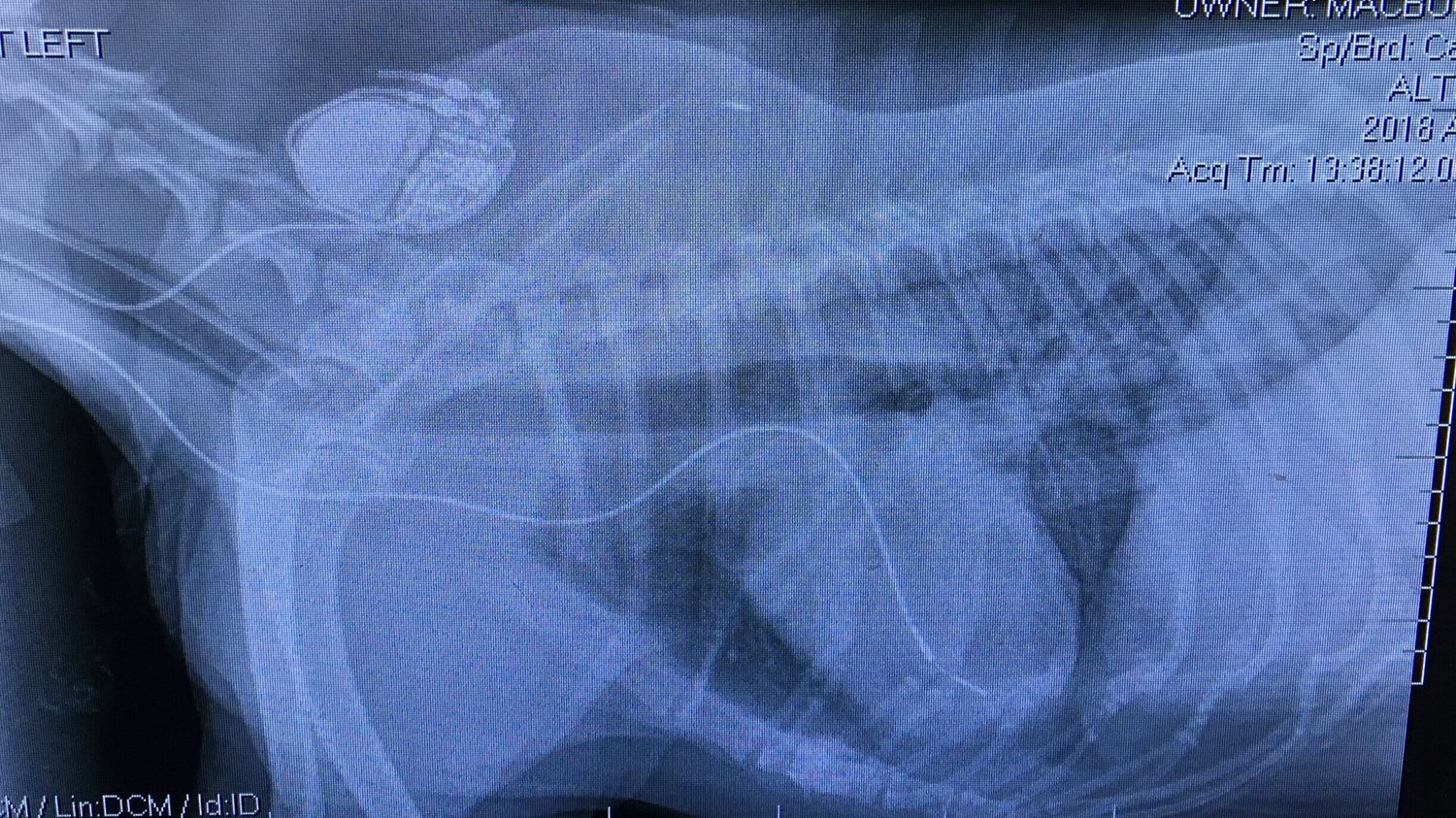 Do dogs have pacemakers? – Our rescue dog Holly's story — FERNS & FEATHERS