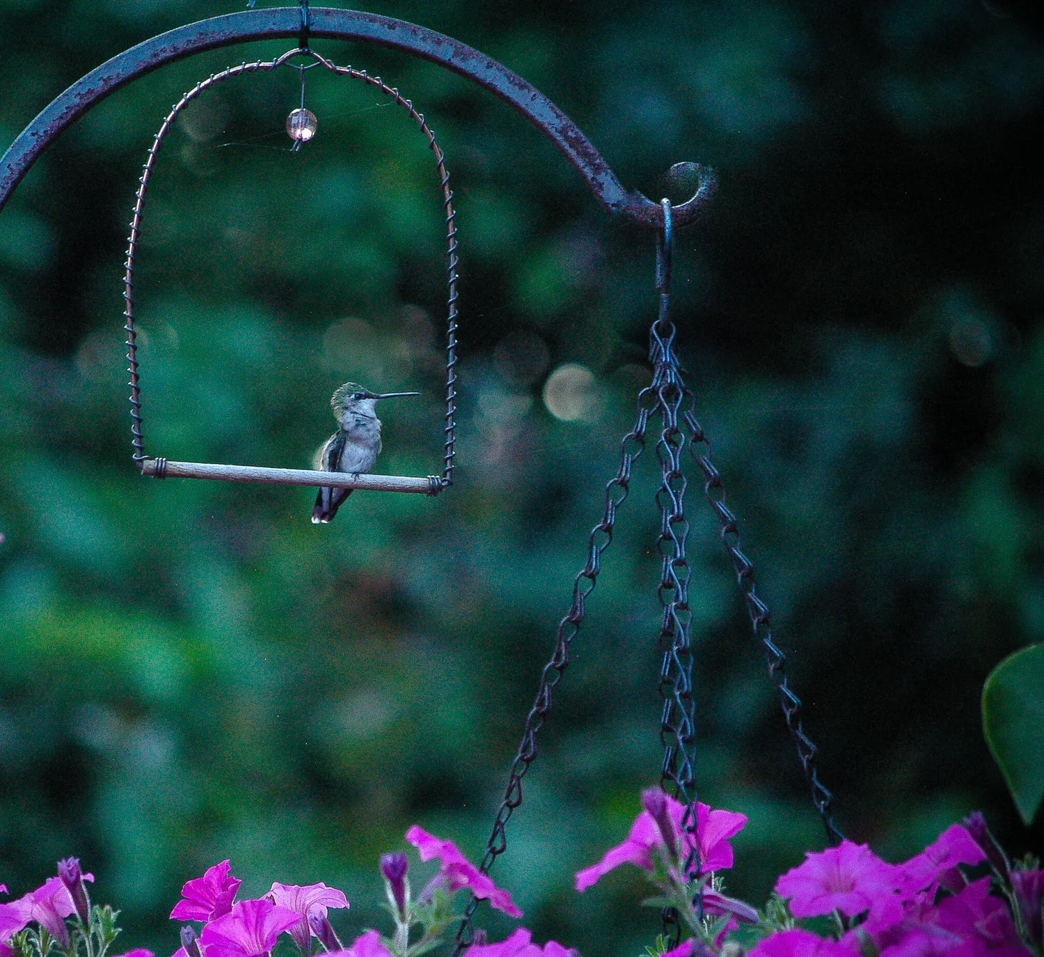 Do hummingbirds use a swing or perch? — FERNS & FEATHERS