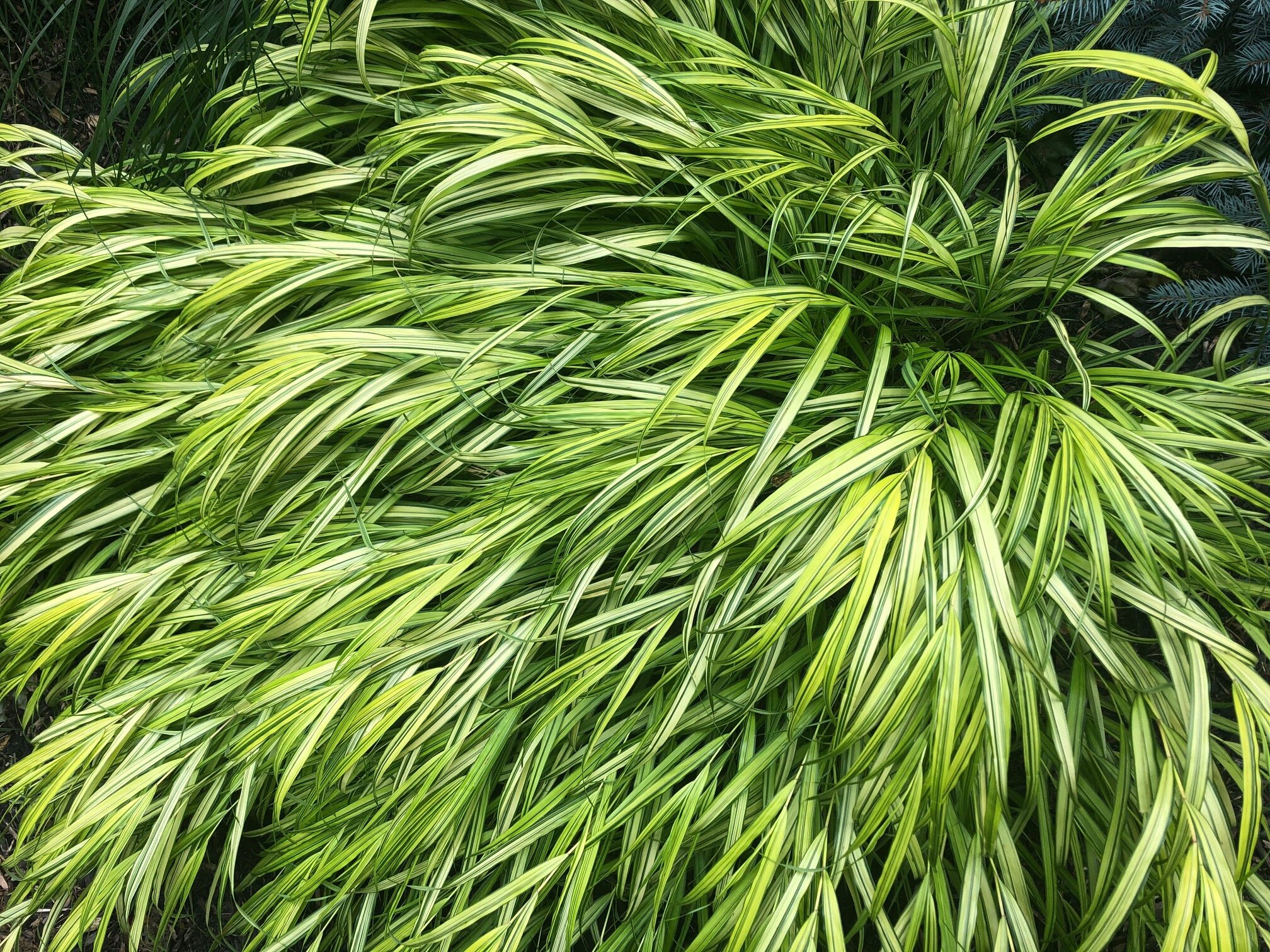 Three Of The Best Ornamental Grasses For Sun And Shade — Ferns And Feathers