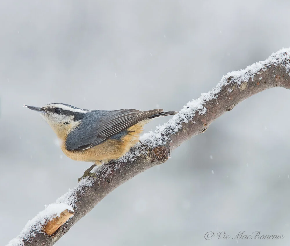 tips and ideas on how to attract nuthatches to your woodland garden ...