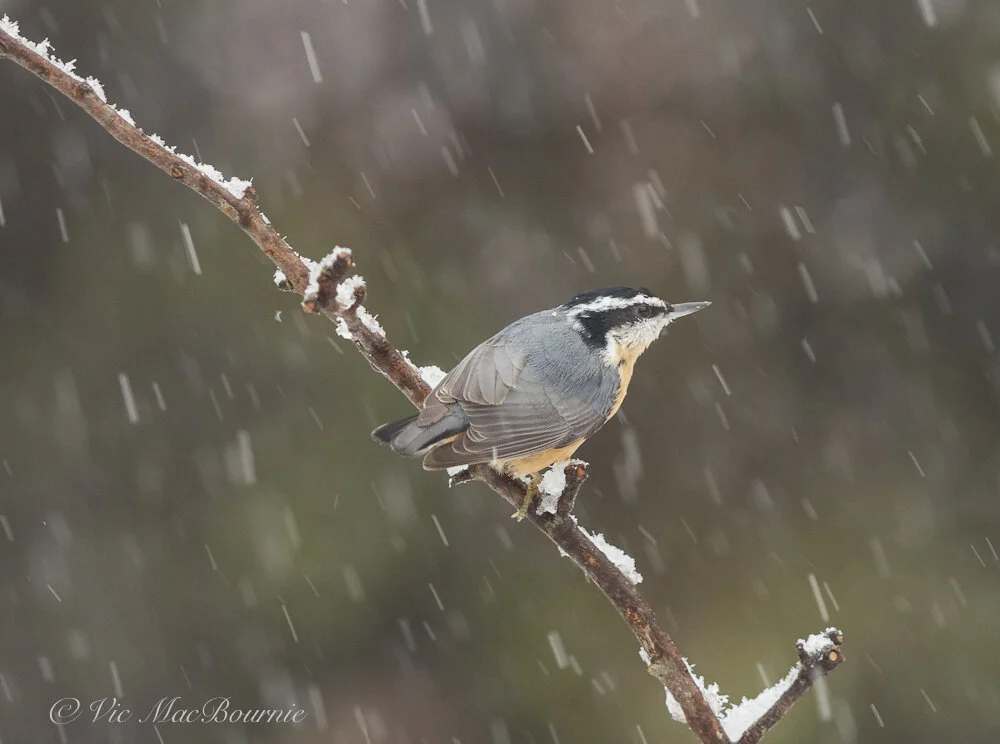 tips and ideas on how to attract nuthatches to your woodland garden ...