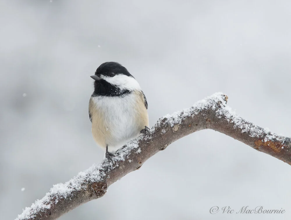 How to help birds survive winter in our wildlife gardens — FERNS & FEATHERS