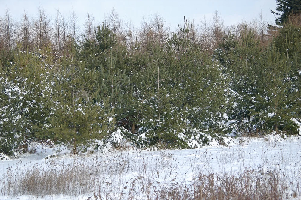 Native White Pine: A must in a Carolinian Canada wildlife garden ...