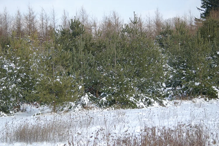 Native White Pine: A must in a Carolinian Canada wildlife garden ...