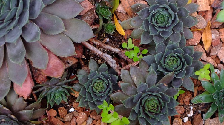 DIY Succulent dish planter will help attract hummingbirds — FERNS ...