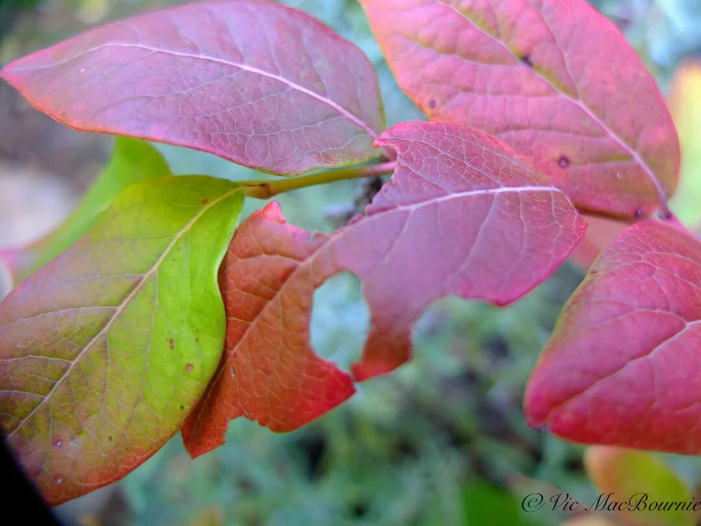 Three native Carolinian understory trees (perfect for small backyards ...