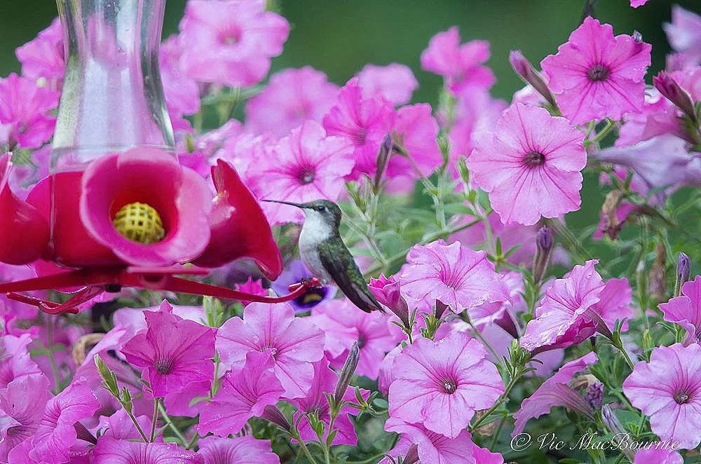 Hanging baskets: Simple designs ensure success with Supertunias — FERNS ...