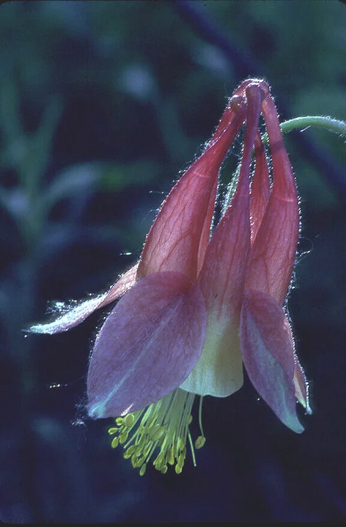 Native Eastern Columbine: Tips for growing in a woodland wildlife ...