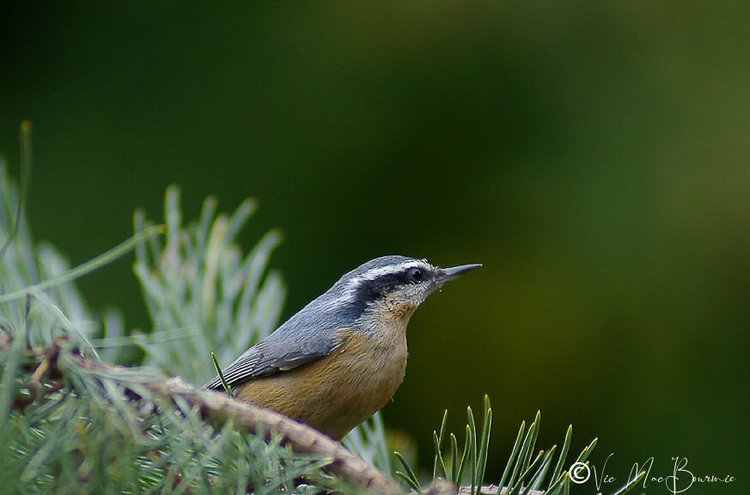 tips and ideas on how to attract nuthatches to your woodland garden ...