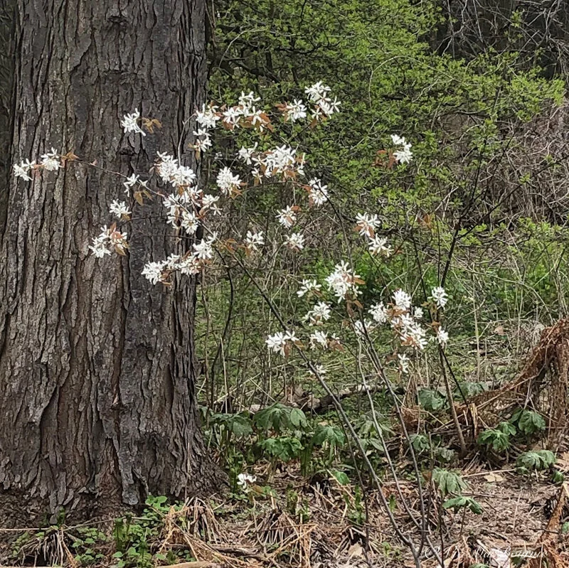 Serviceberry is perfect understory tree for woodland wildlife garden ...