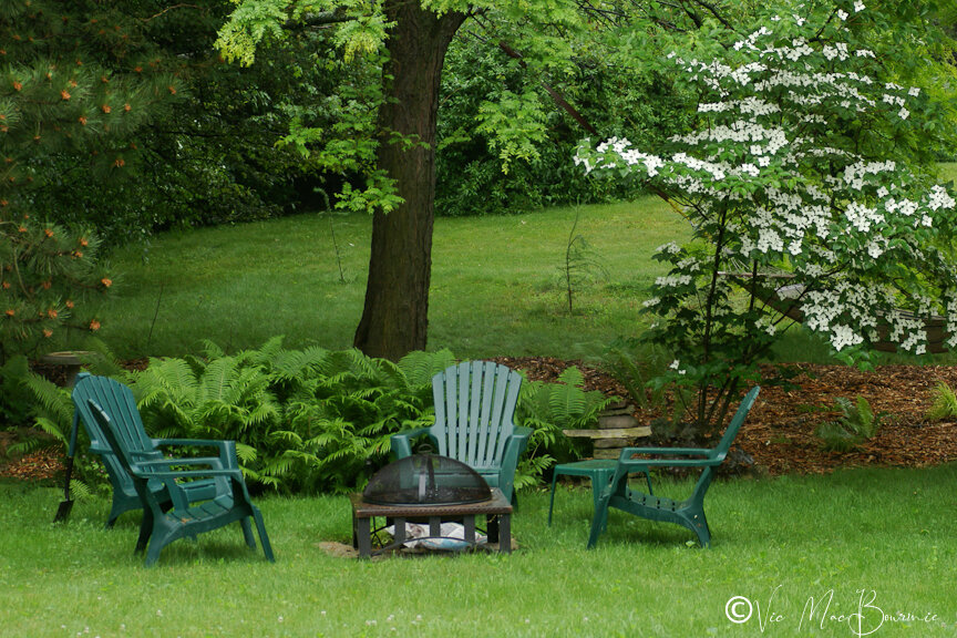 How to create a woodland fern garden (in a small yard) — FERNS & FEATHERS