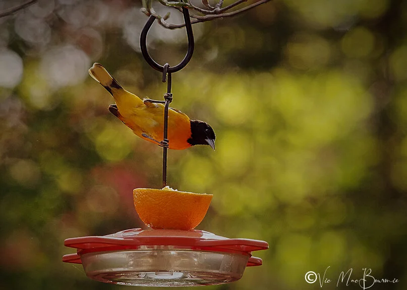 How to attract Orioles with oranges and insects — FERNS & FEATHERS