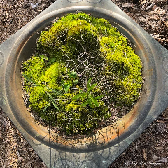 Create a DIY natural moss garden ( A step-by-step guide) — FERNS & FEATHERS
