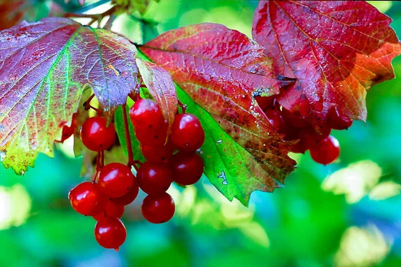 Seven viburnums to attract birds to your woodland wildlife garden ...