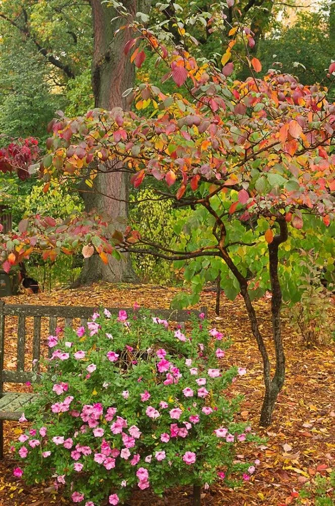 Six of the best trees for fall colour (three large trees - three ...