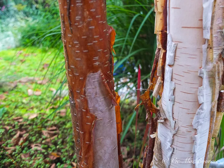 How long before bark from Paper Birch tree turns white? — FERNS & FEATHERS