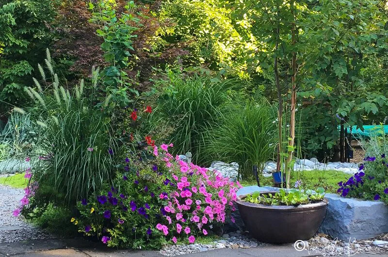 Hanging baskets: Simple designs ensure success with Supertunias — FERNS ...