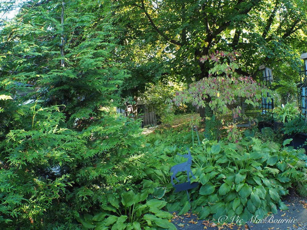 Linden is important wildlife tree in woodland garden — FERNS & FEATHERS