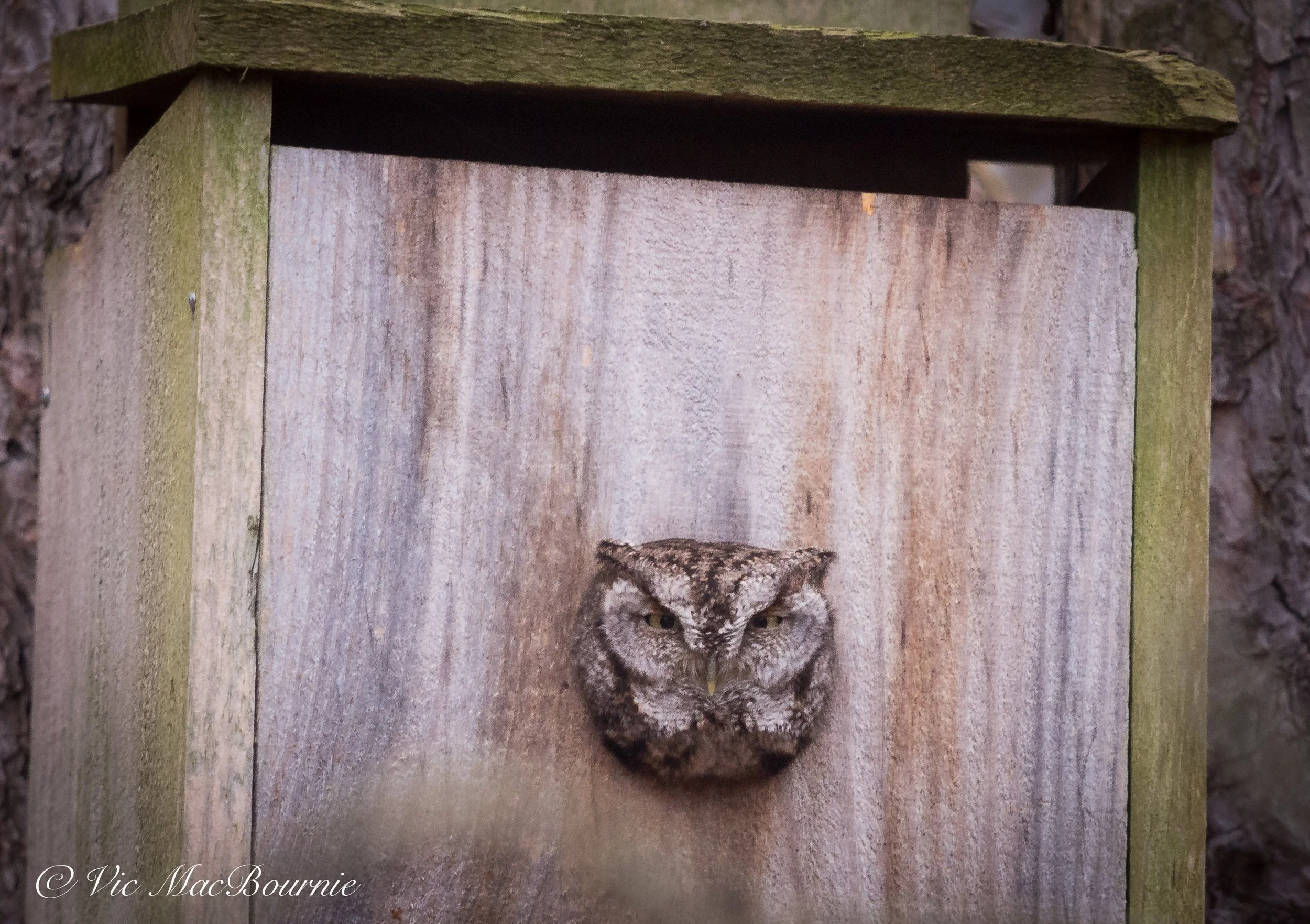 Screech Owl Box
