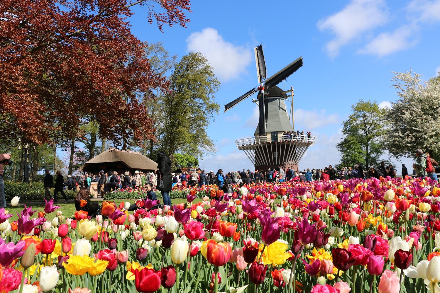 River cruises: Experience Amsterdam tulip festival and great gardens of ...