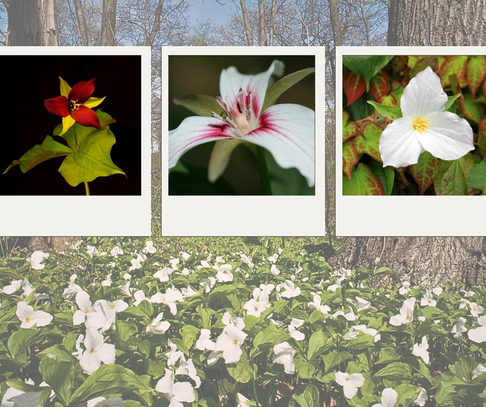 Adding Trilliums to your woodland or shade garden — FERNS & FEATHERS
