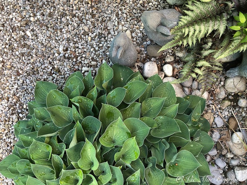 How to grow hostas in deer country — FERNS & FEATHERS