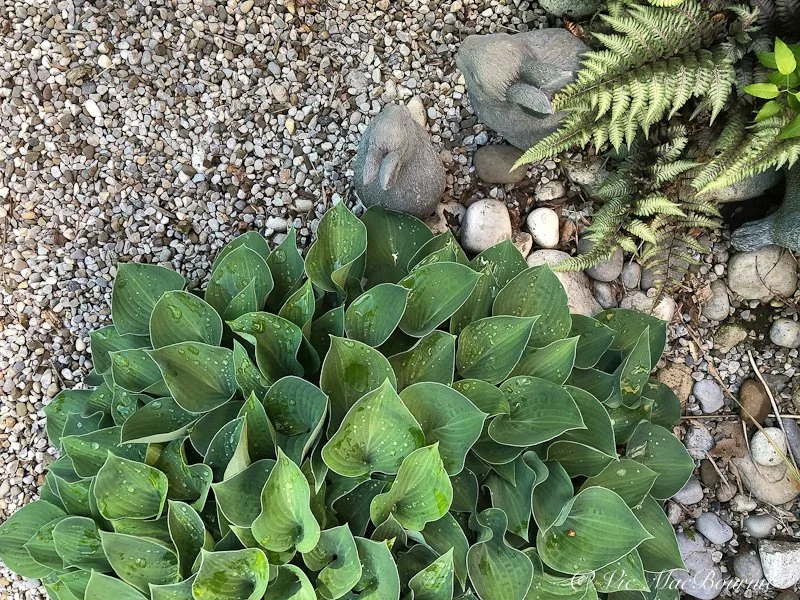 How to grow hostas in deer country — FERNS & FEATHERS