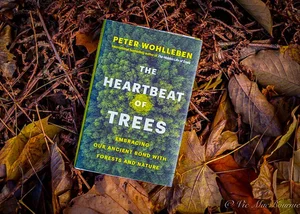 Can a single tree make a difference: The Heartbeat of Trees — FERNS ...